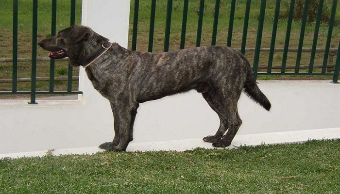 Cão de Castro Laboreiro. Origen, Características, Alimentación ...