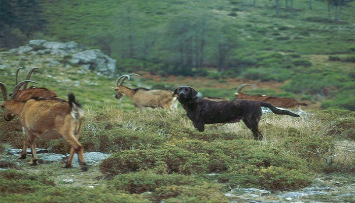 Cão de Castro Laboreiro. Origen, Características, Alimentación ...