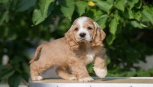 Cocker Spaniel Americano, Origen, Características, Alimentación ...