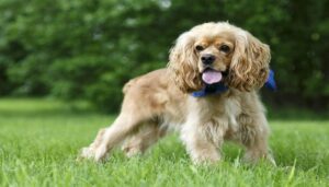 Cocker Spaniel Americano, Origen, Características, Alimentación ...