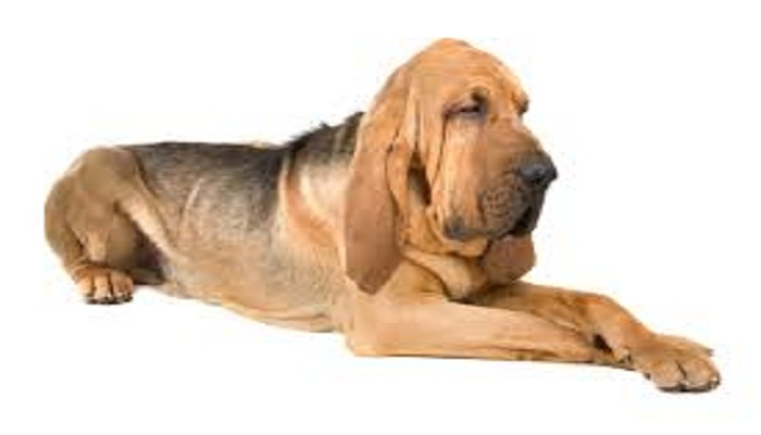 Bloodhound. Origen, Características, Cuidados Y Más - timbakker.com