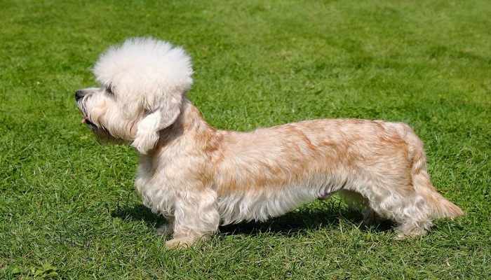 Dandy Dinmont Terrier. Origen, Características, Alimentación, Cuidados ...