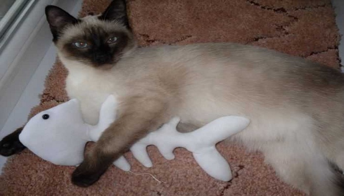 Siamés Red Point. Origen, Características, Alimentación Cuidados y Más ...