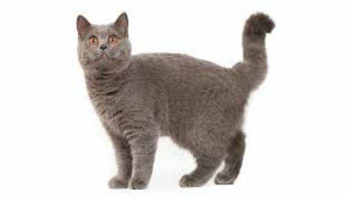 Gato British Shorthair. Origen, Cuidados Y Más - timbakker.com