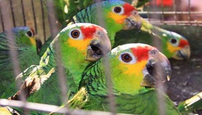 Loros. Características, Alimentación, Canto, Curiosidades y Más ...