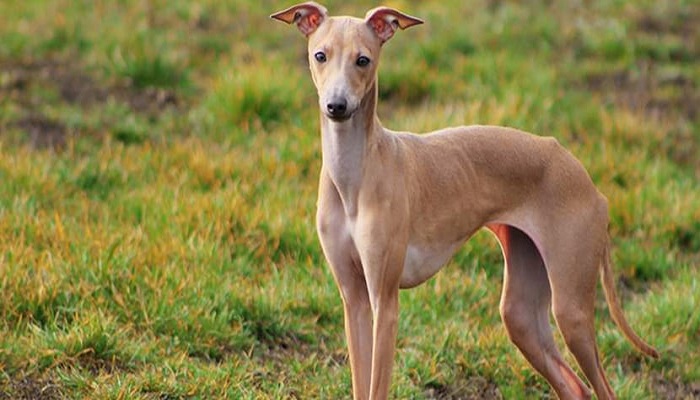 Galgo Italiano. Origen, Características, Alimentación, Cuidados y ...