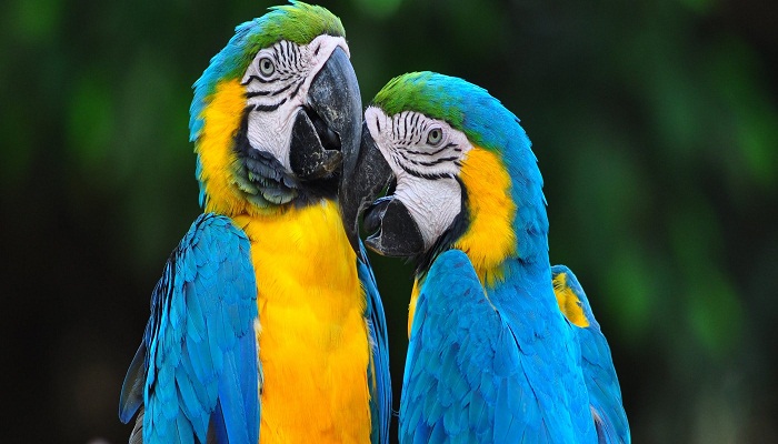 Guacamayo. Características, Alimentación Y Curiosidades - timbakker.com