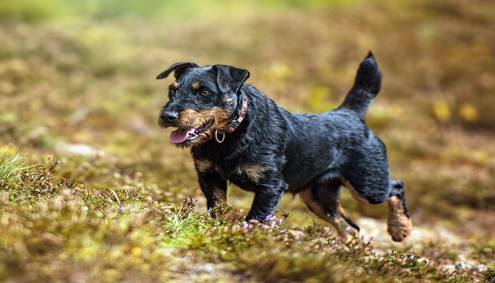 Terrier Alemán. Origen, Características, Alimentación, Cuidados y Más ...