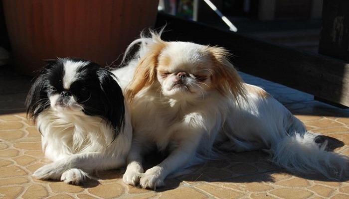 Spaniel Japonés Origen, Características, Alimentación, Cuidados ...