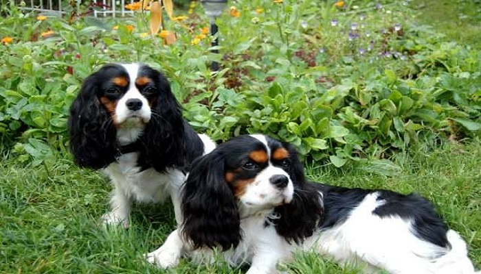 Toy Spaniel Ingléses. Origen, Características, Alimentación Y Más ...