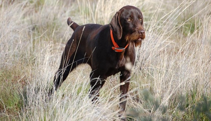 Poodlepointer. Origen, Características, Alimentación, Cuidados Y Más ...