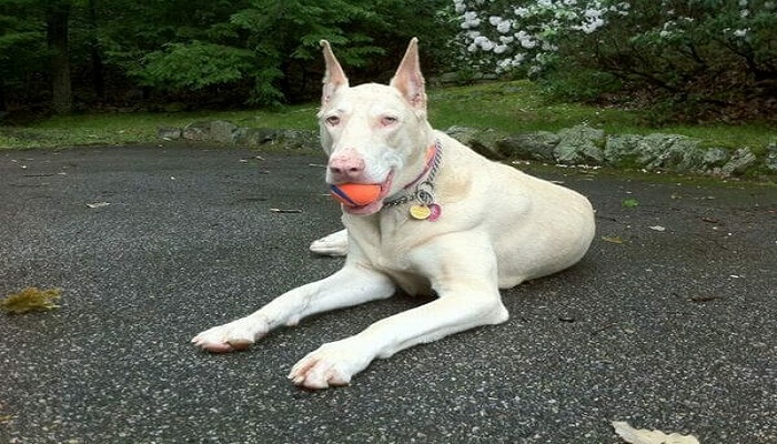 Doberman Blanco. Características, Comportamiento Y Temperamento ...