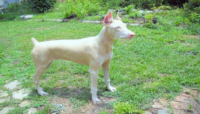 Doberman Blanco. Características, Comportamiento Y Temperamento ...
