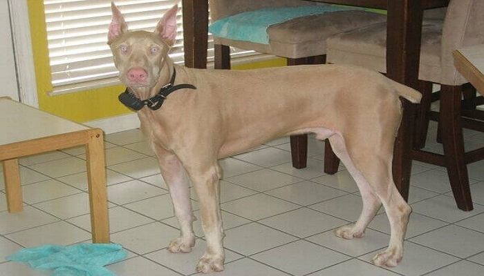 Doberman Blanco. Características, Comportamiento Y Temperamento ...