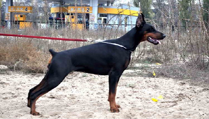 Doberman Negro. Características, Comportamiento Y Temperamento ...