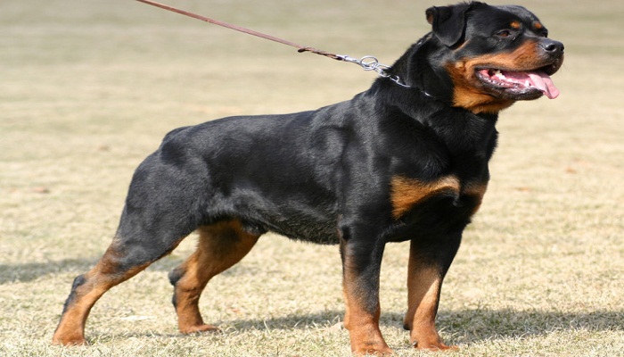Rottweiler Alemán. Características, Comportamiento Y Temperamento ...