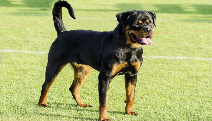 Rottweiler Alemán. Características, Comportamiento Y Temperamento ...